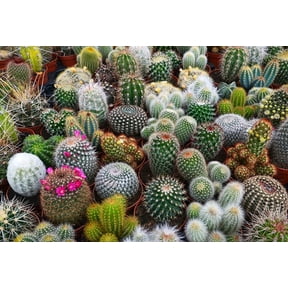 Exotic Cacti Seeds Mix - 100 Varieties for Indoor Planting - Ships from ...