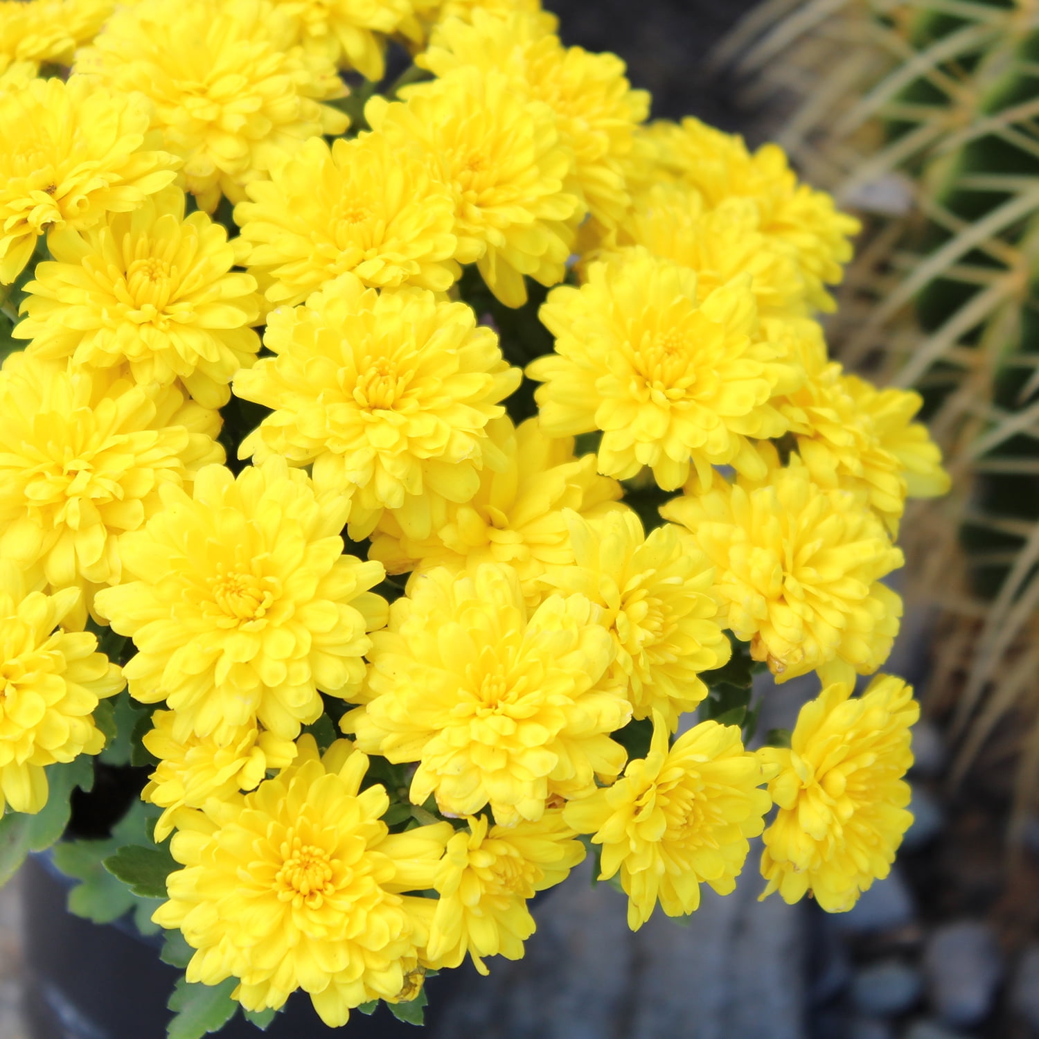Better Homes & Gardens 1.5G Yellow Mum with Decorative Pot Live Plant ...