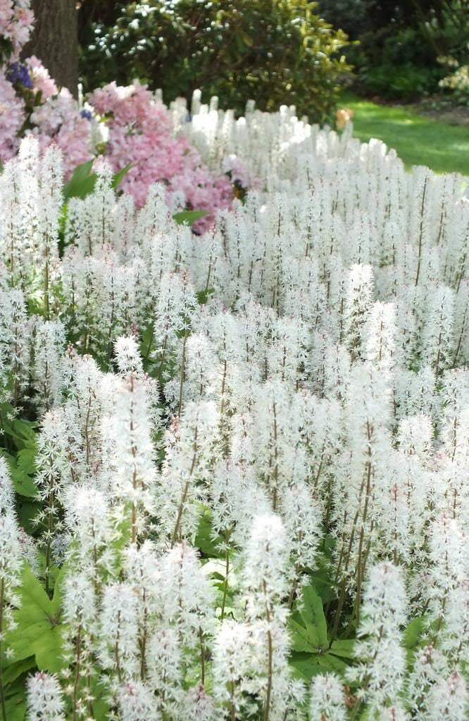 20 SUGAR SCOOP FOAMFLOWER White Tiarella Trifoliata Laceflower Flower ...