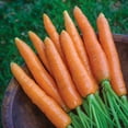 Burpee Organic Nantes Half Long Carrot Vegetable Seed, 1-Pack - Walmart.com