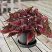 6 in. Aglaonema Maria Plant - Walmart.com