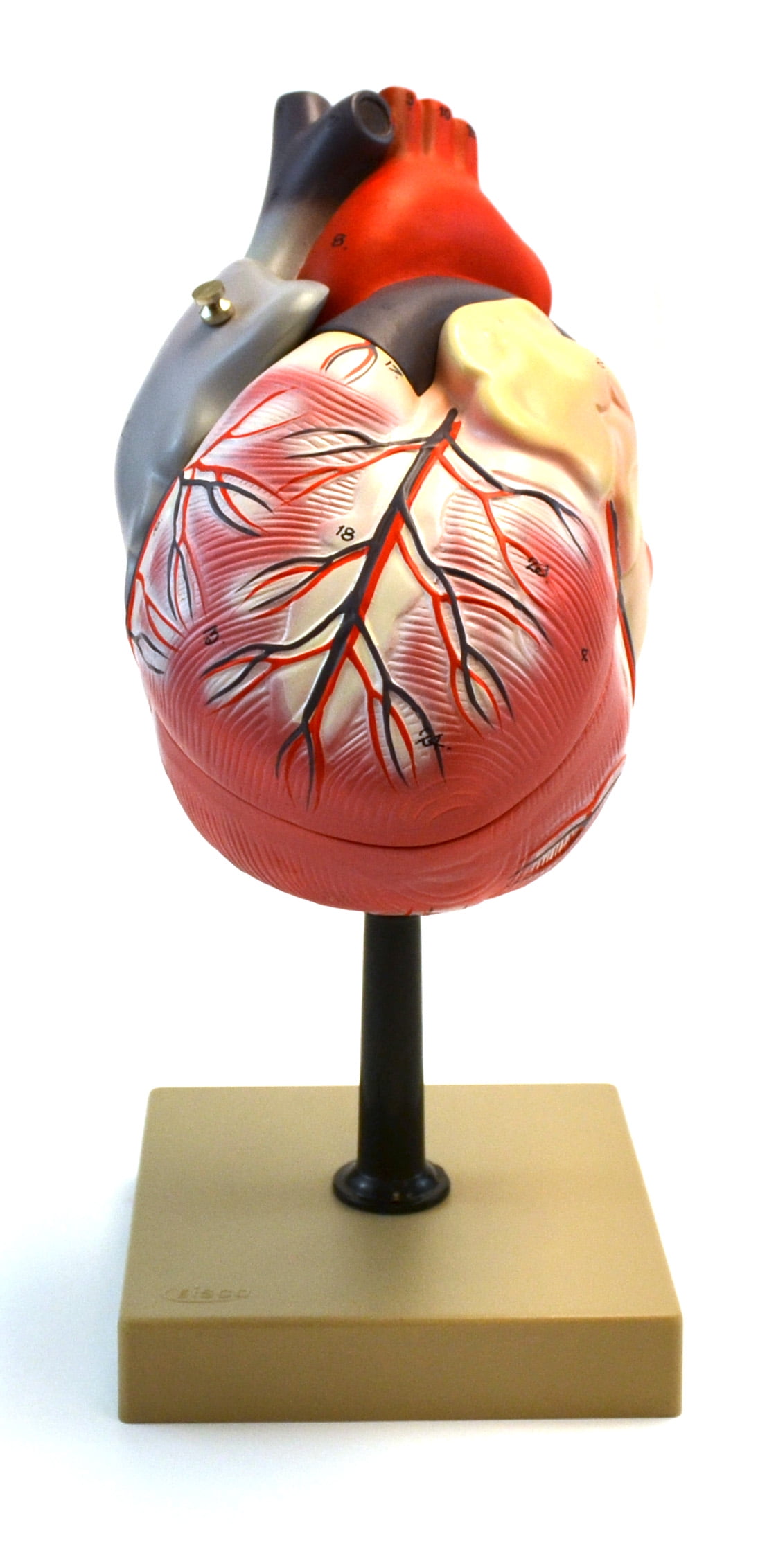 Eisco Labs Human Heart Model, 2x Life Size, 3 Part, 12" Tall - Walmart.com