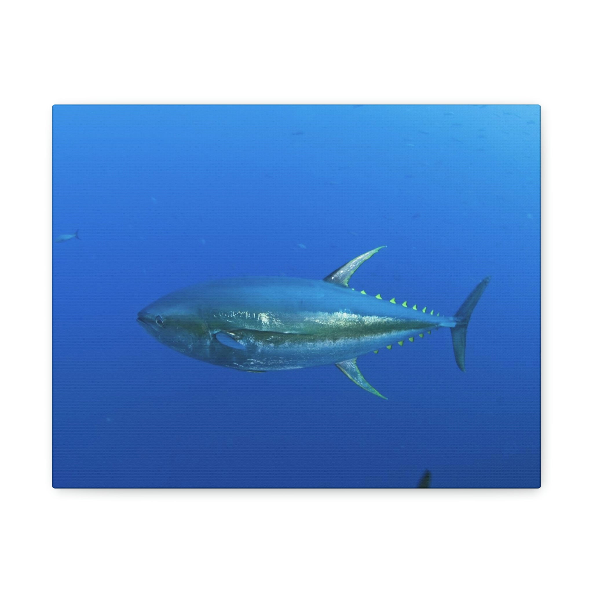 Majestic Yellow Finned Tuna Art Majestic Yellow Finned Tuna Print ...