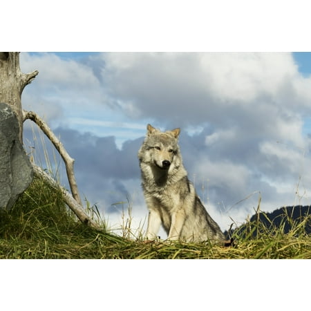 Female Gray Wolf (canis lupus), captive, Alaska Wildlife Conservation ...