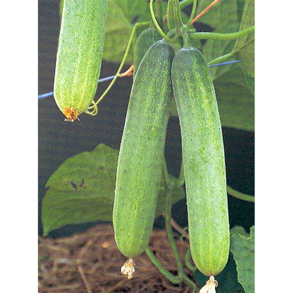 Mini Cucumber Plants