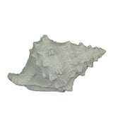 Contrast 8 inch Resin LED Conch Shell Accent Lamp Nautical Table Light ...