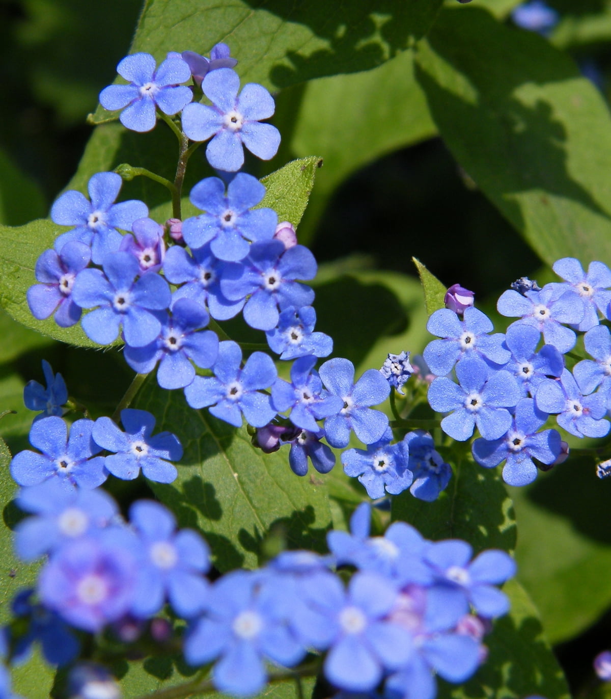Earthcare Seeds - Forget Me Not Chinese 500 Seeds (Cynoglossum Amabile ...