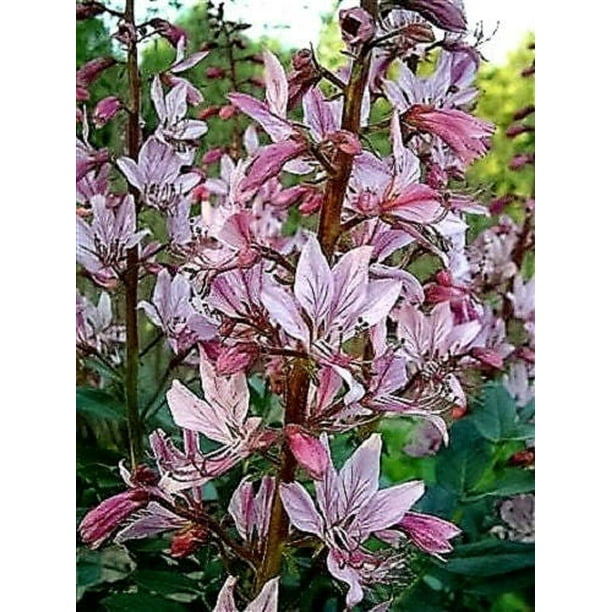10 RED GAS PLANT Fragrant Fire Plant Dictamnus Albus Ruber Flower Seeds ...