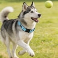 Bright Reflective Collar For Evening Walks – Durable Nylon Neckwear ...
