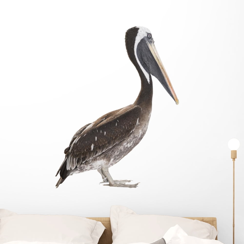 Pelican Profile Wall Decal Wallmonkeys Peel and Stick Animal Graphics ...