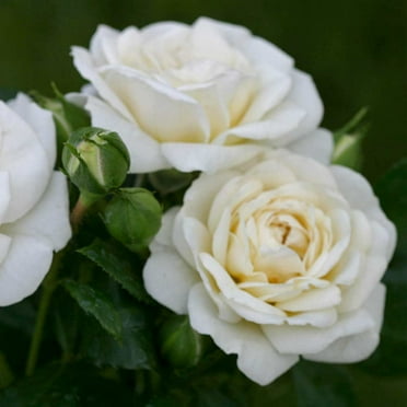 Heirloom Roses White Climbing Rose - Iceberg® Shrub Rose, Rose Plants ...