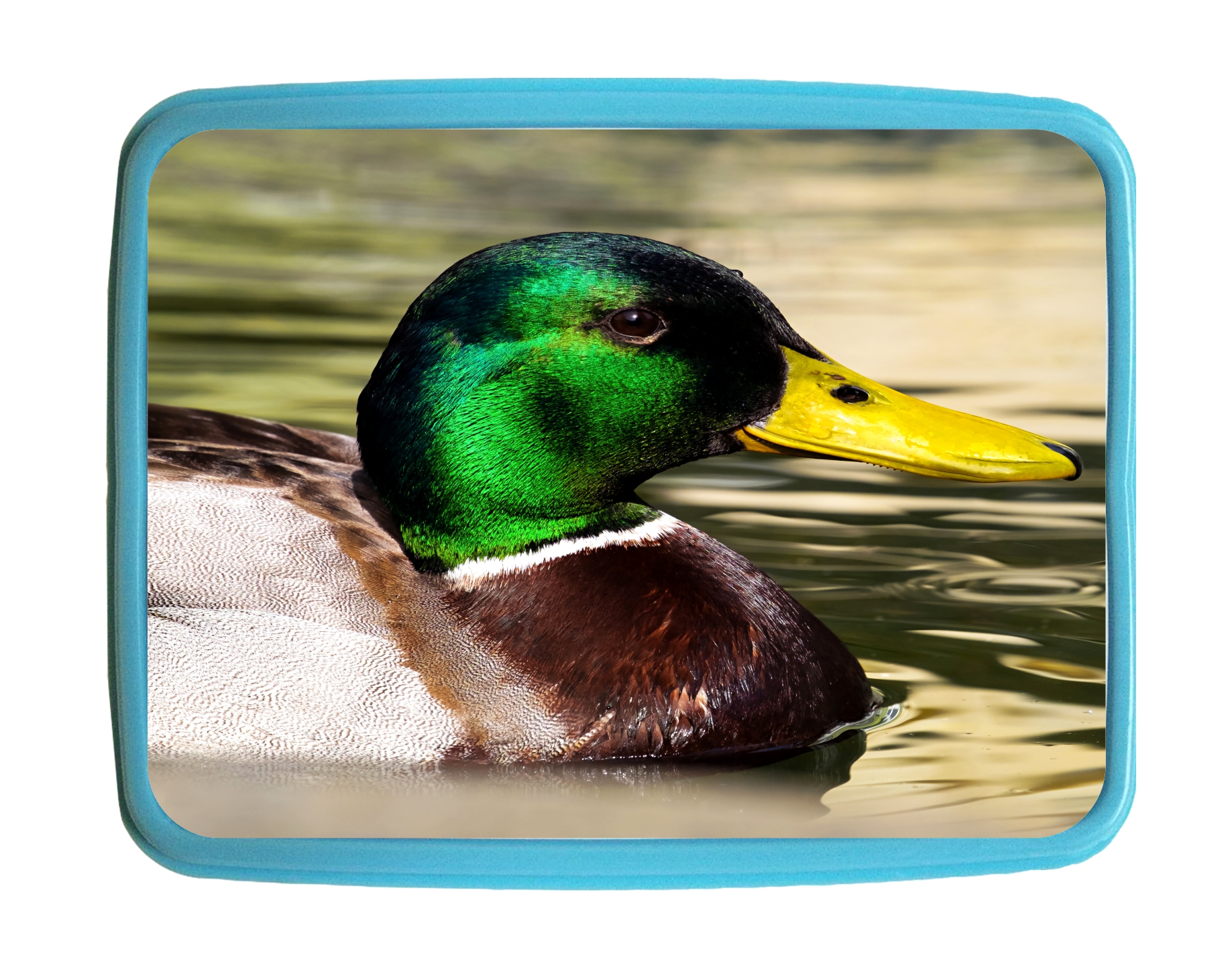 Lunchbox Pets Duck in the Water Kids Bento Lunch Box with 3 Compartment ...