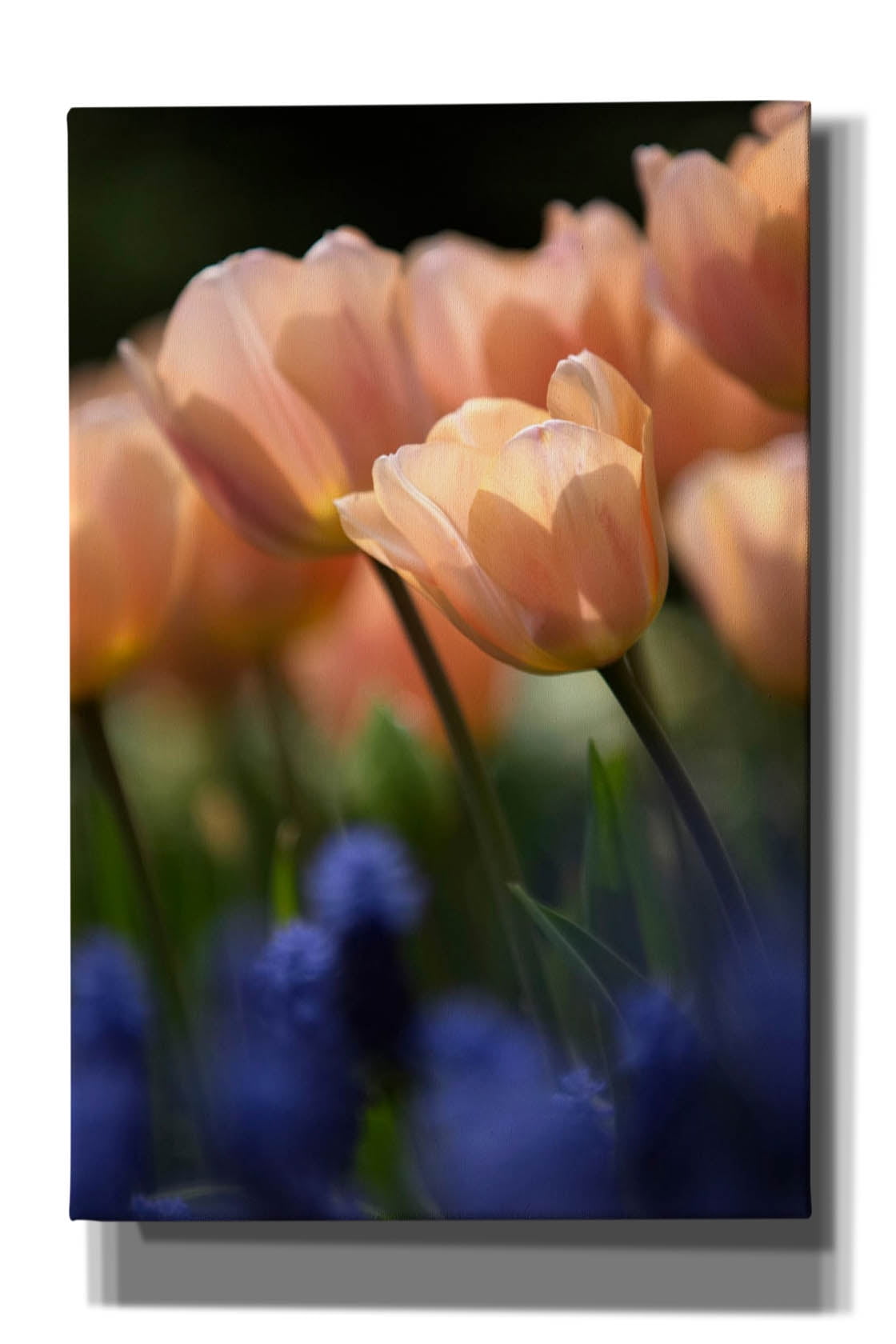 Epic Graffiti 'Tulip No 1' by Istvan Nagy, Canvas Wall Art, 12"x18 ...