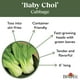 Burpee Baby Choi Cabbage Seeds - Non-GMO, Vegetable Gardening Seeds ...