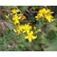 1500 Great SAINT JOHNS WORT St John's Hypericum Pyramidatum Yellow ...