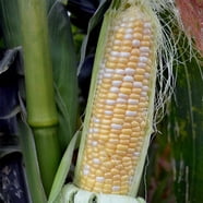 Kandy Korn Hybrid Corn Garden Seeds - 5 Lb - Non-GMO Vegetable ...