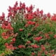 Ruffled Red Magic Crape Myrtle - Live Plant - ( FG ) - Walmart.com
