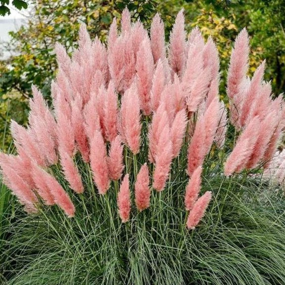 Expert Gardener Pampas Grass (2.5 Quart) Tall Ornamental Perennial with ...