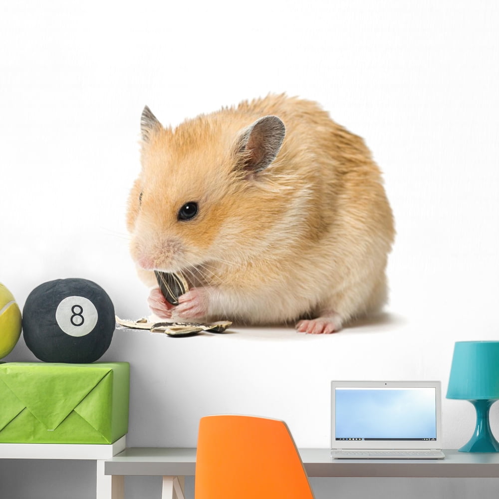 Male Hamster Eating Sunflower Wall Decal by Wallmonkeys Peel and Stick ...