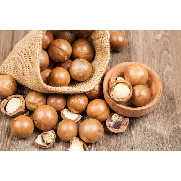 5 MACADAMIA NUT Tree Macadamia Integrifolia Brown Shell Beige Nut Fruit ...