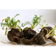 40 CONEHEAD THYME Thymus Capitatus syn. Thymbra Capitata Mediterranean ...