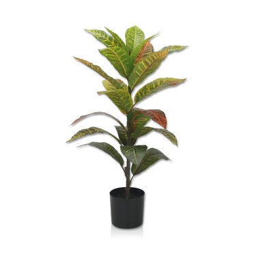 Costa Farms Croton 10" Grower Pot Plant - Walmart.ca