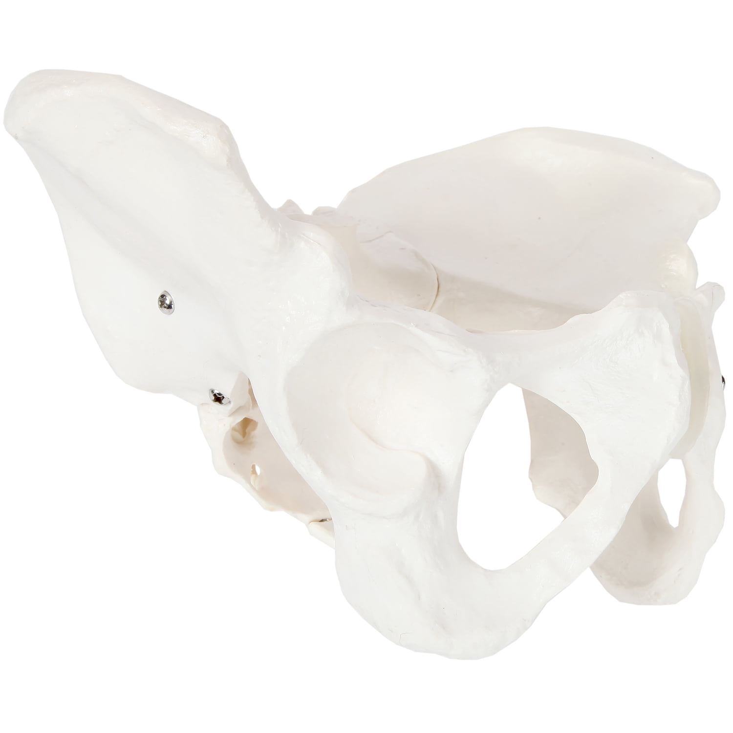 Buy Axis Scientific Skeletal Model of the Female Pelvis, Cast from a ...