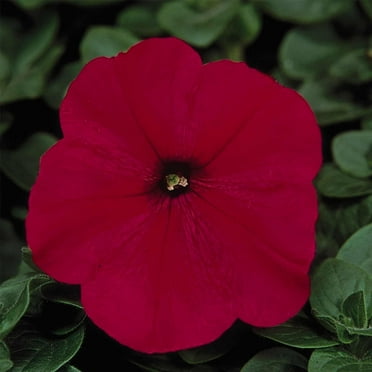 Petunia - Frost Series Flower Garden Seed - 1000 Pelleted Seeds ...
