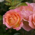 Heirloom Roses Hybrid Tea Rose Bush Live Plants in 1 Gallon Container ...