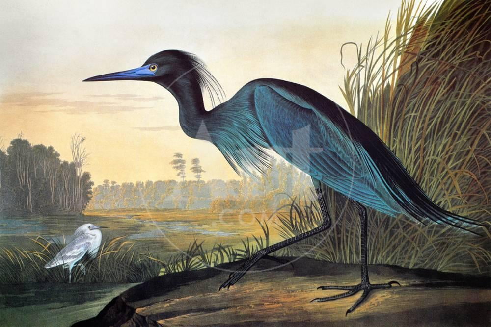 Audubon Little Blue Heron, Animals Unframed Premium Giclee Print Wall ...