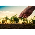 Adzuki Soybean Seeds for Planting - Red Beans - 100 Seeds to Grow ...