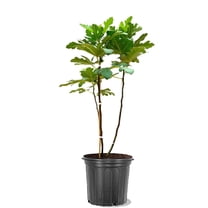 Expert Gardener 2-3 ft tall Saijo Persimmon Live Tree in 5-Gallon ...