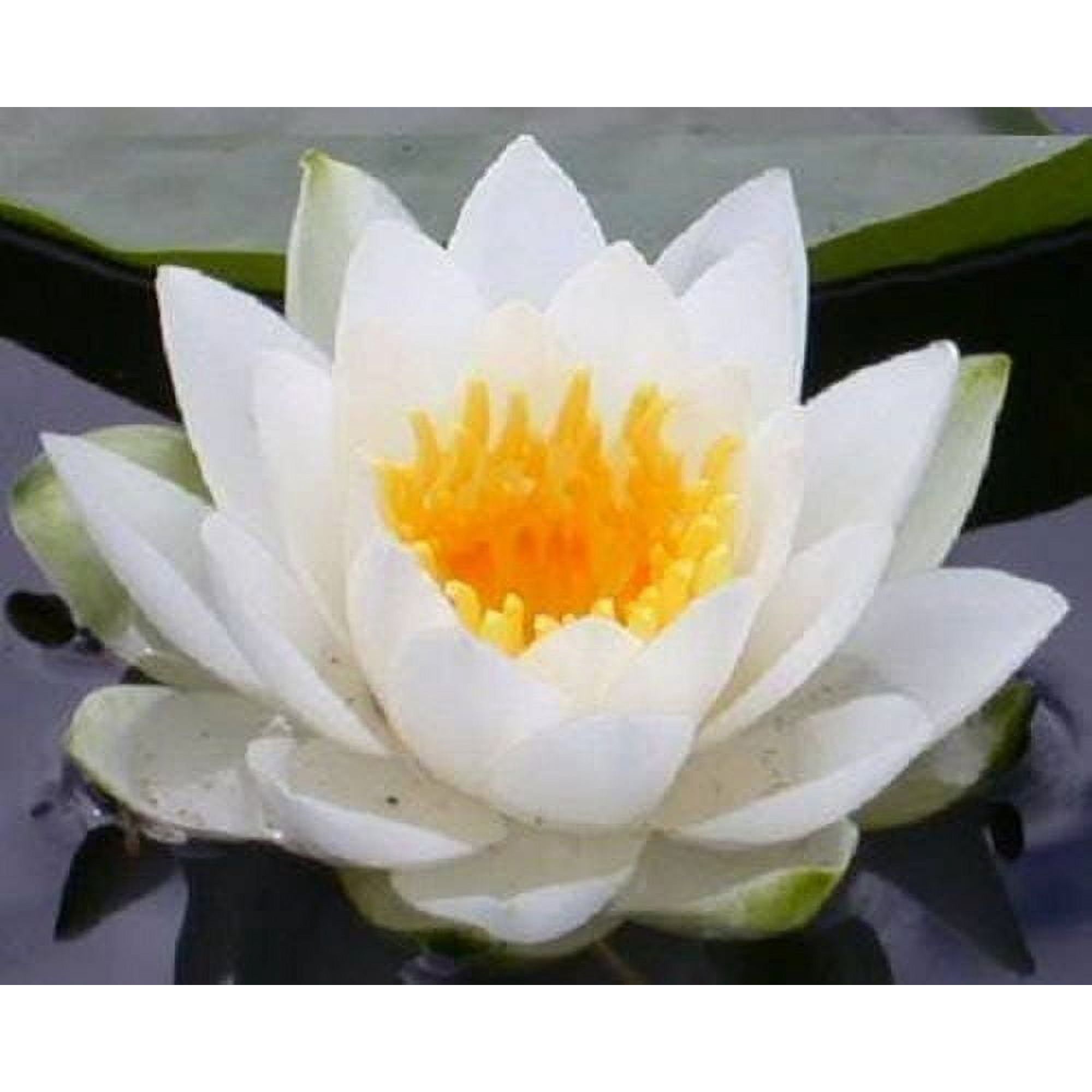 Click here for Seedville Usa 10 White Water Lily / Lily Pad / Sac... prices