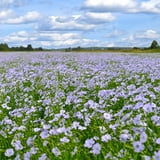 Outsidepride Blue Flax Linum Perenne Flower Seed - 1 LB - Walmart.com