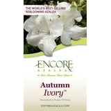 Encore Azalea Autumn Ivory (1 Gallon) White Flowering Shrub - Full Sun ...