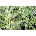 100 RED LENTIL Lens Culinaris Vegetable Seeds - Walmart.com