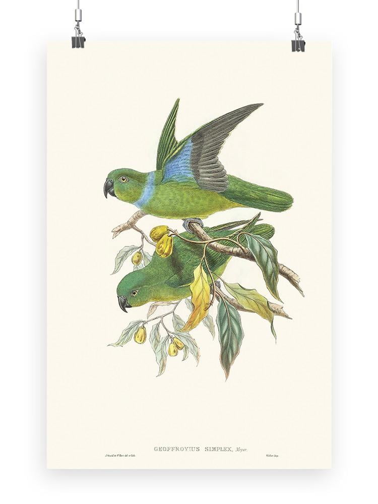 Lime & Cerulean Parrots Ii Poster - John Gould Designs, - Walmart.com