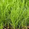 Eretz 3lb Creeping Red Fescue Seed - Oregon Grown, No Fillers or Weed ...