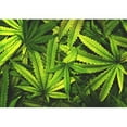 wall26 - Cannabis Texture Marijuana Leaf Pile Background with Flat ...