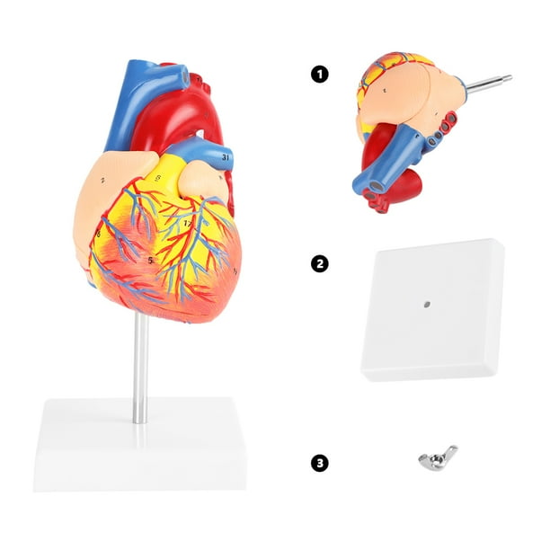 2 Parts Heart Model, PVC Cardiovascular Models, : Heart Model, For ...