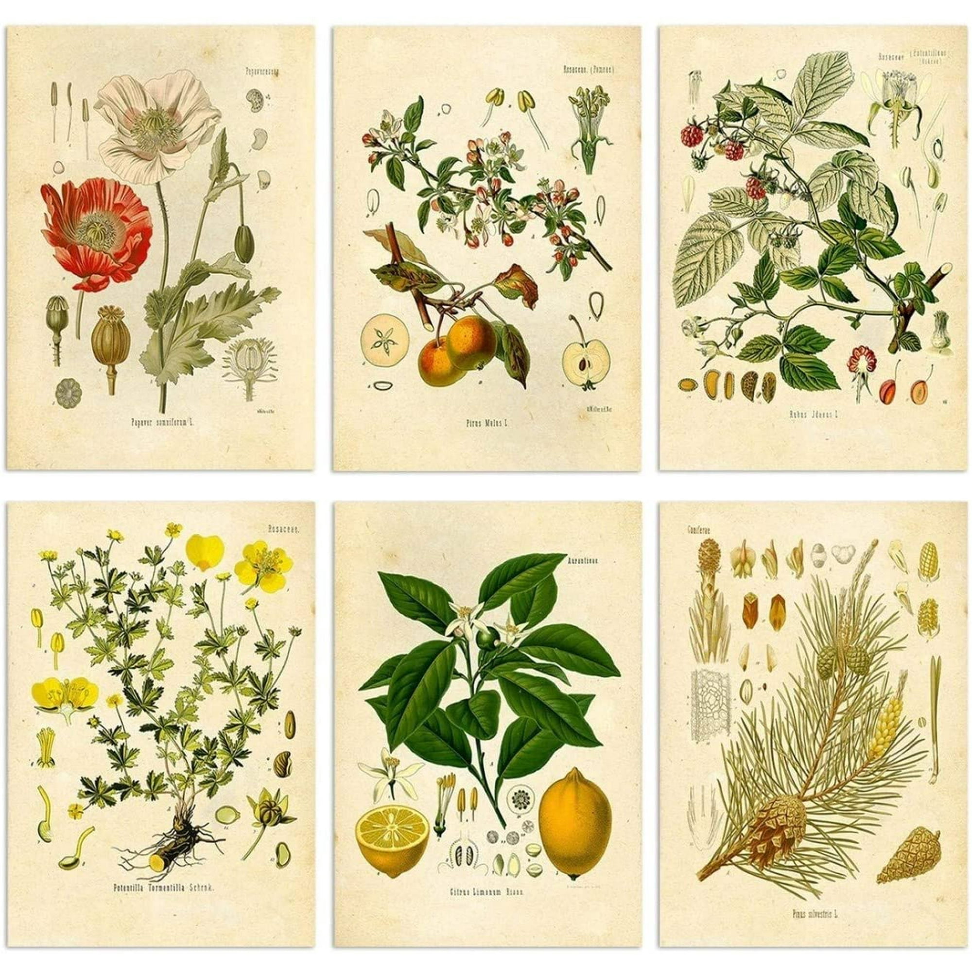 Antique Botanical Drawings