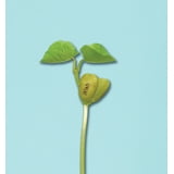 Creativity for Kids Magic Bean Garden- Child Craft Kit for Boys and ...