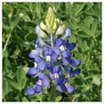 Everwilde Farms Texas Bluebonnet Native Wildflower Seeds, 1/4 lb - Gold ...