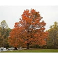 25 SUGAR MAPLE Syrup TREE Native Rock Fall Color Acer Saccharum Seeds ...