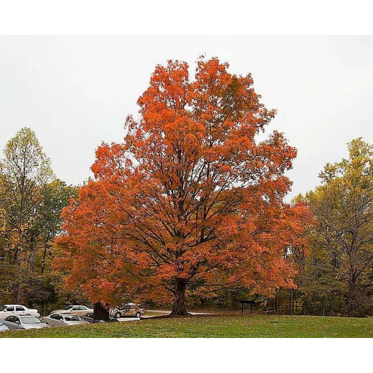 Acer Saccharum Tree