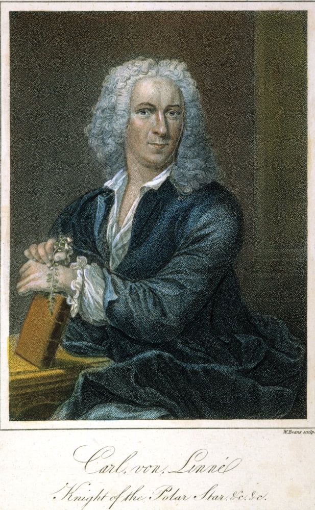 Carolus Linnaeus Quotes
