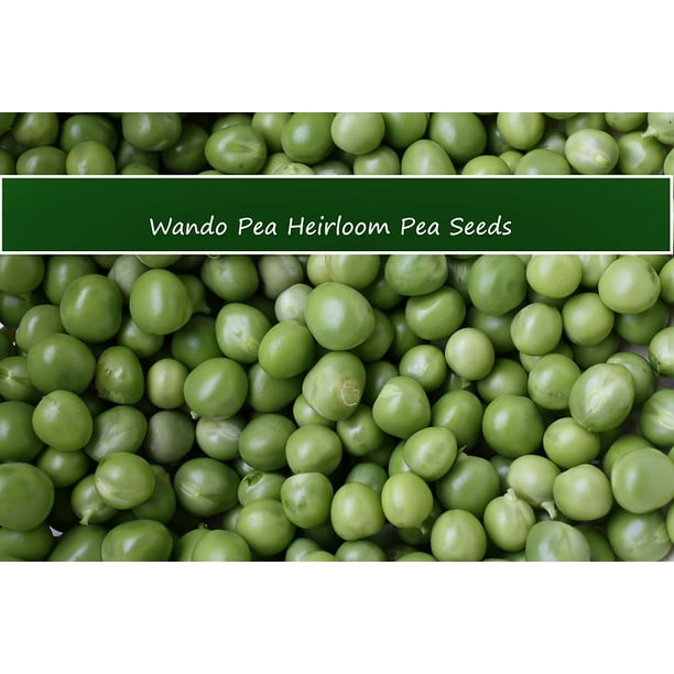 Vegetable Seeds- Wando Sweet Shelling Pea-100 Heirloom Seeds- All ...