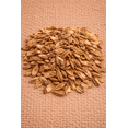 Tree Seeds - 50 AMERICIAN Arborvitae Tree Seeds Evergreen Property ...