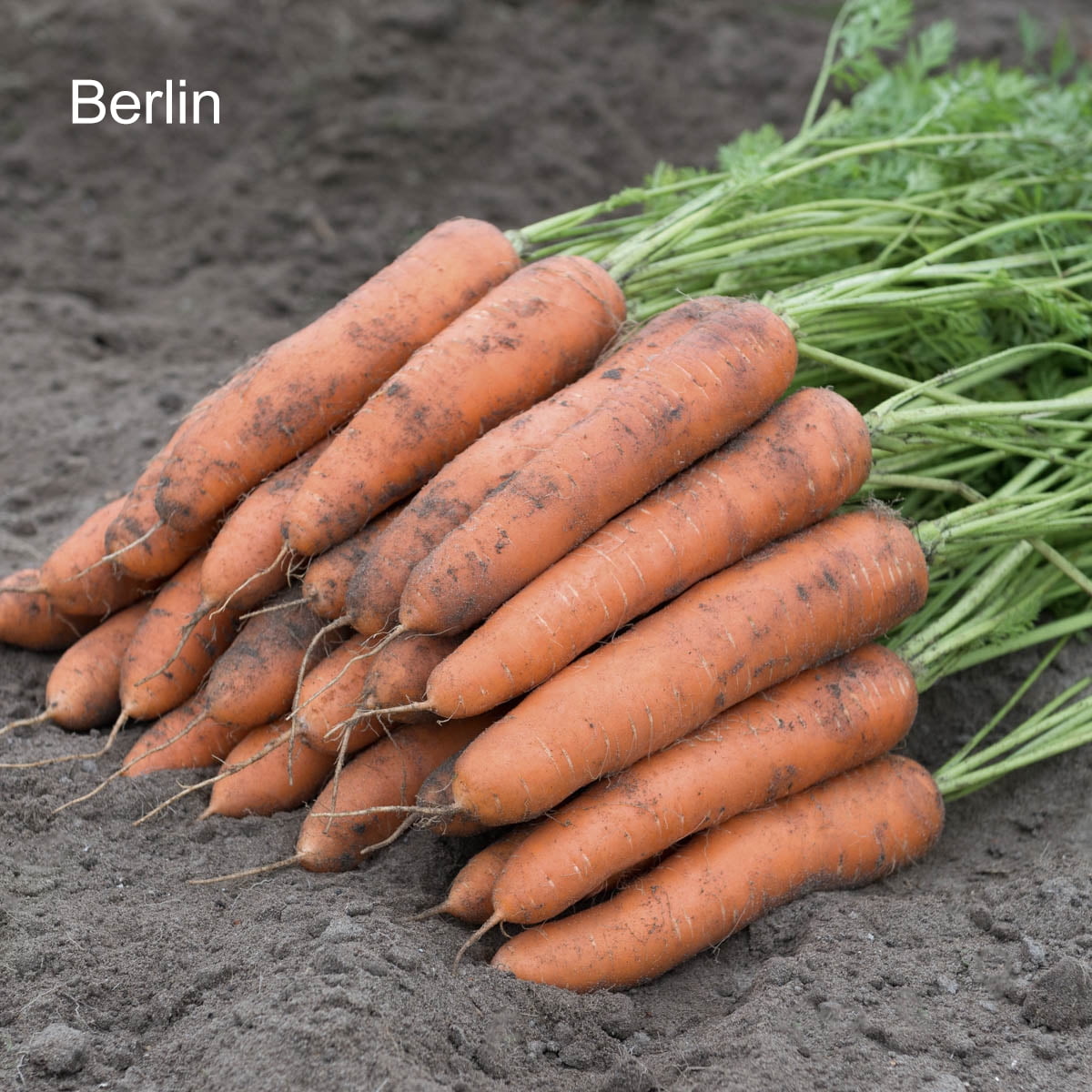 Berlin Hybrid Carrots - 2 seed tapes measuring 7.5 feet long each ...