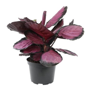Calathea Pink Picturata, Hot Pink Roseopicta, Rosey Pink Star, Rosy ...